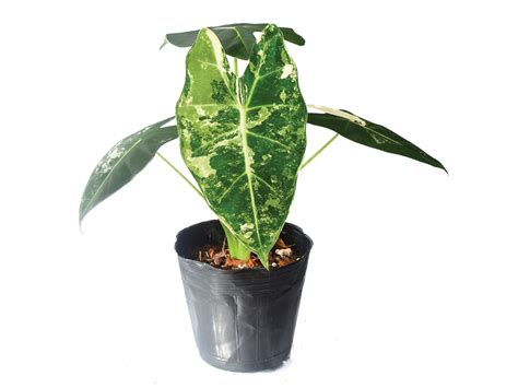 Alocasia Frydek Variegata — Ecuagenera Orquídeas Del Ecuador