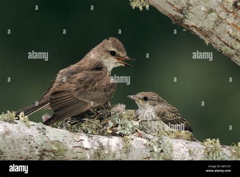Group Nesting Birds Cut Out Stock Images And Pictures Alamy