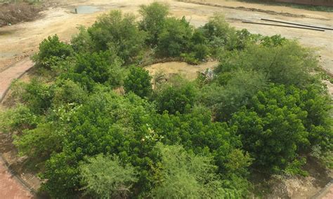 How To Grow Your Own Tiny Forest