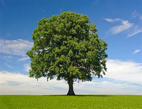 Trees An Extended Study Of The Significance Of Trees In The Bible