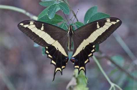 Bahaman Swallowtail Papilio Andraemon Hübner [1823] Butterflies And Moths Of North America