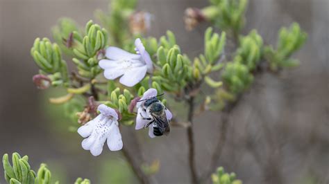 These Plants Evolved In Florida Millions Of Years Ago They May Be Gone In Decades The