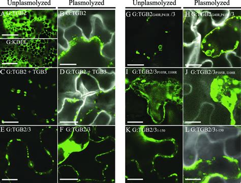 Localization Of The Gfp Tgb2 Fusion Protein Proteins Were Expressed In Download Scientific