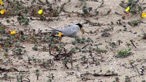 North American Wildlife California Least Tern Nest Cam At Hunt