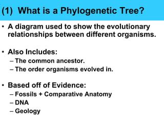 Biology Unit Evolution Phylogenetic Tree Notes PPT