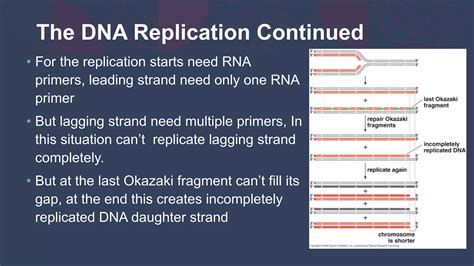 Telomere Replicationpptx