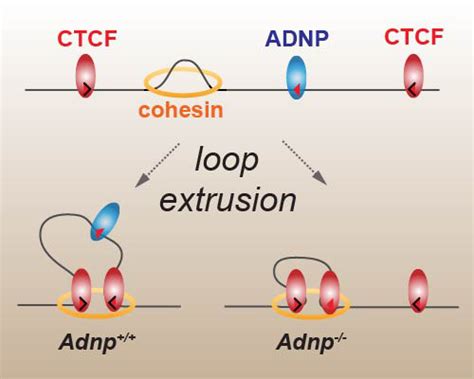 Chromatin Looping Ctcf Versus Adnp News Myscience News News 2019
