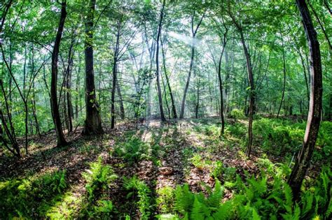 Eric Ralls On Linkedin Mysterious Gigantic Viruses Discovered In A