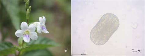 Flower Morphology A And Pollen B Of Asystasia Gangetica L T Download Scientific Diagram