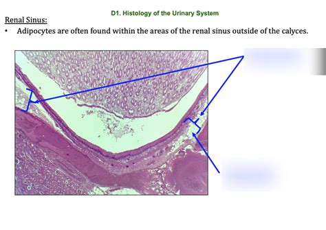 Renal Sinus Histology Siu Histology Lsp