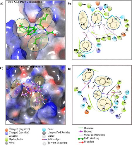 Norovirus Structure