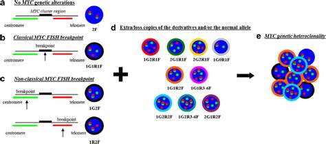 Definition Of Myc Genetic Heteroclonality In Diffuse Large B Cell