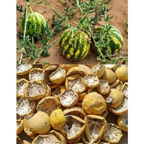 Indrayan Phal For Aurveda At ₹ 35kg In Lucknow Id 22490413573