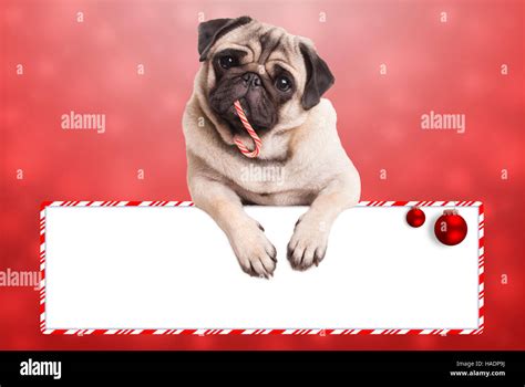 Cute Pug Puppy Dog Eating Candy Cane For Christmas Hanging With Paws