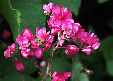 Cara Menanam Dan Merawat Bunga Air Mata Pengantin Solahart Handal