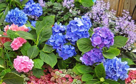Hydrangeas For Color City Floral Garden Center Denver Colorado
