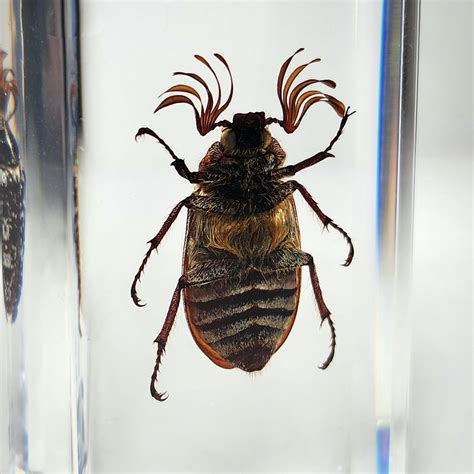 Eyelash Beetle In Resin Pine Chafer Polyphylla Fullo Insects In Resin