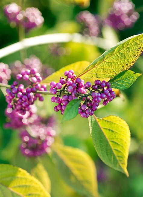 American Beautyberry Edible