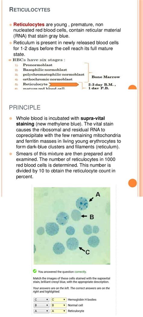 Reticulocyte And Supravital Staining For It Methylene Blue