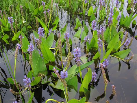 Pontederia Alchetron The Free Social Encyclopedia