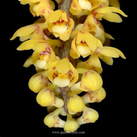Buy Pomatocalpa Spicatum Orchid Online Orchid Plants For Sale Guna Orchids