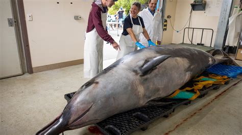 Scientists Gather To Decode Puzzle Of The Worlds Rarest Whale In