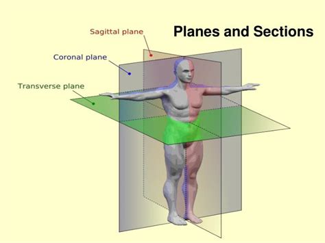 Ppt Unit C Human Body Systems Powerpoint Presentation Id3387916
