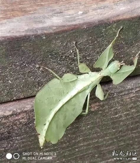 螳螂拟态成叶螳螂拟态成水滴拟叶螳螂第2页大山谷图库