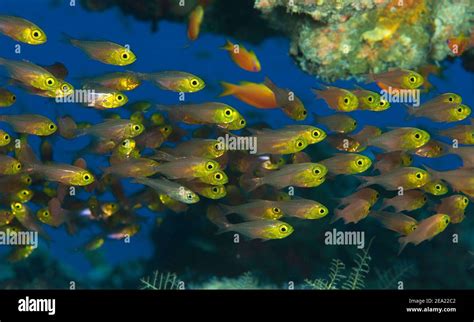 Jakarta Glassfish At Douglas Reddin Blog