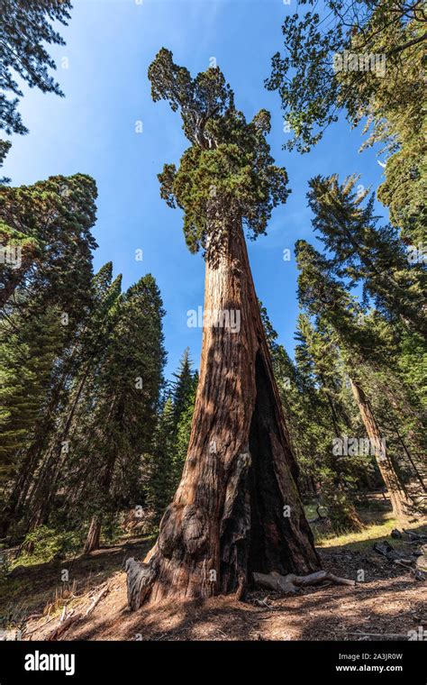 A View Of A Giant Sequoia Tree In Kings Canyon National Park Stock