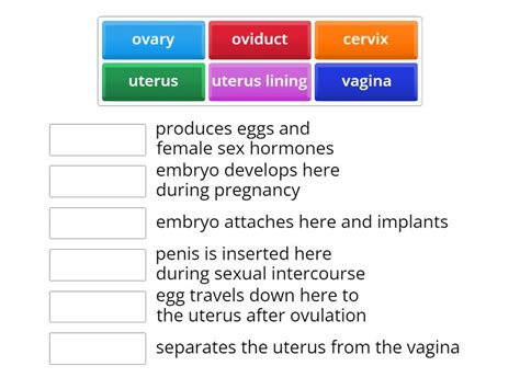 2f4 Female Reproductive System Functions Match Up