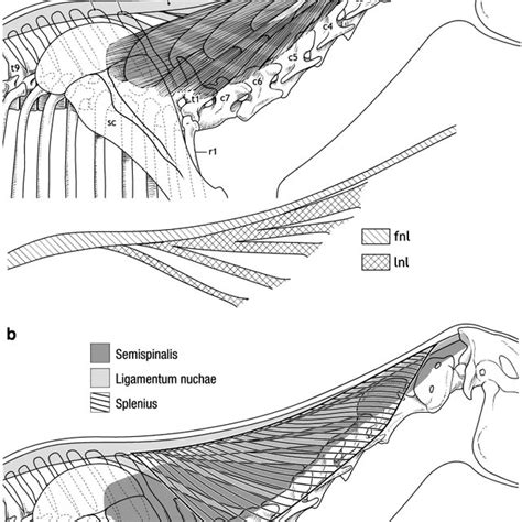 Schematic View Of Semispinalis Capitis Innervation Medial View Of
