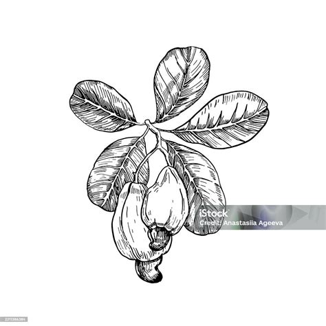 캐슈 분기 과일 손으로 그린 잉크 벡터 일러스트 레이 션 채식 제품 디저트 및 견과류의 라벨 디자인을 위한 단일 개체 건강한 식생활에 대한 스톡 벡터 아트 및 기타 이미지