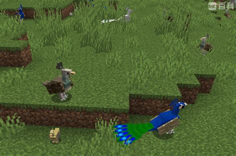 孔雀 Peafowl 珍奇鸟类 Exotic Birds Mc百科最大的minecraft中文mod百科