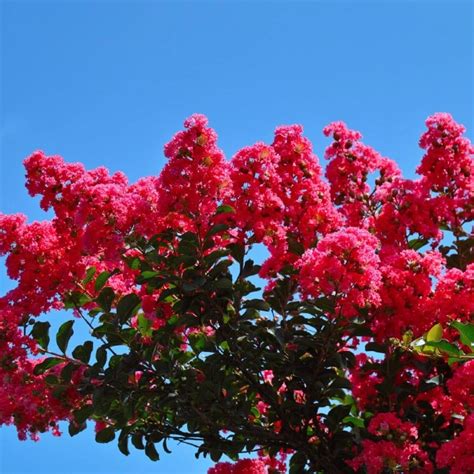 Red Spring Flowers