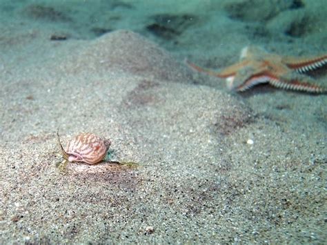 Nassario In Fuga Natura Mediterraneo Forum Naturalistico