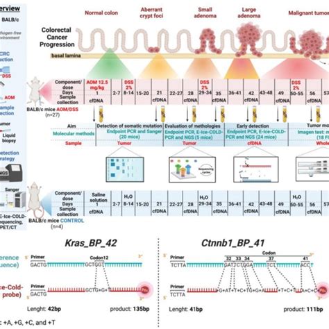 Experimental Design And The Azoxymethane And Dextran Sodium Download Scientific Diagram