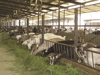 Barn Proscostu Dairy Goat Barn