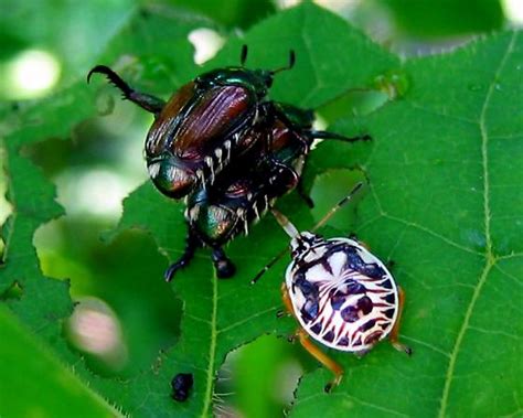 Unknown Bug Podisus Placidus BugGuide Net