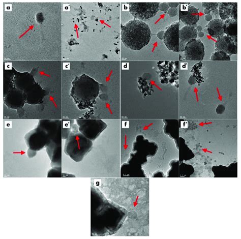 Tem Micrographs Of Bacteriophage T4 5 Aa And Of Phage Nanoparticle