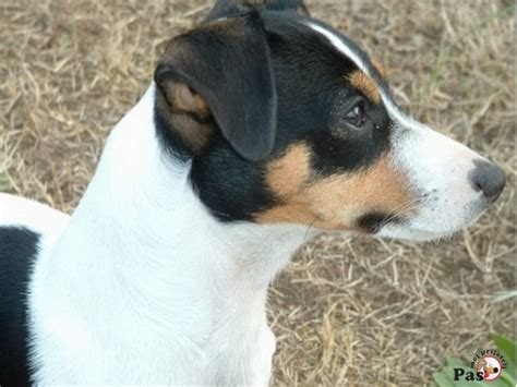 Oglasi Prodaja Džek Rasel Terijer Pas Moj Prijatelj Sve O Psima Na Jednom Mestu Obuka
