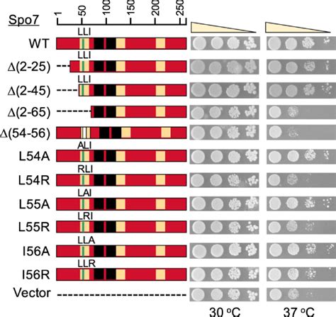 The Spo7 Sequence Lli Is Required For Nem1 Spo7pah1 Phosphatase