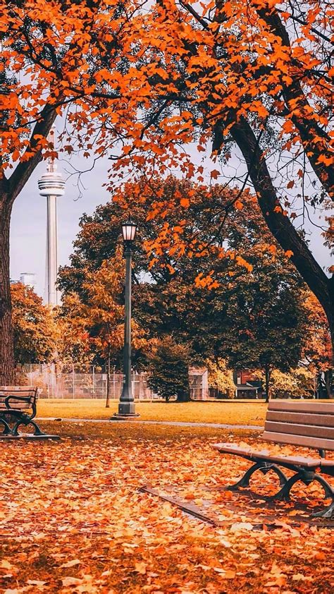 枫叶 堆糖，美图壁纸兴趣社区