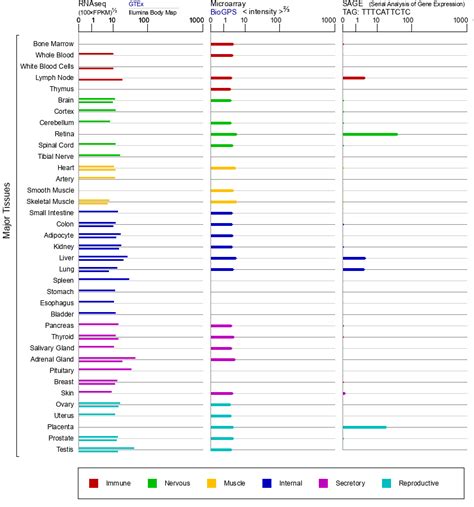 Myo7a Gene Genecards Myo7a Protein Myo7a Antibody