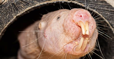 The Mighty Mole Rat Krwg Public Media