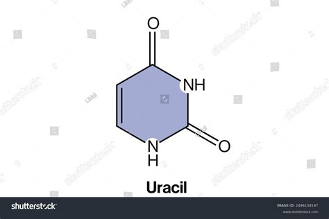 Uracil Molecular Diagram Over 136 Royalty Free Licensable Stock Illustrations And Drawings