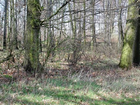 Free Picture Wild Woods