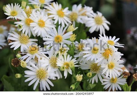 Aster Ageratoides Över 76 Royaltyfria Licensierbara Stockfoton Shutterstock