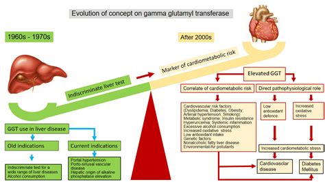 Liver Enzymes Ggt At Gemma Oconor Blog