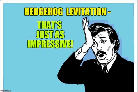 Image Tagged In Hedgehog Imgflip